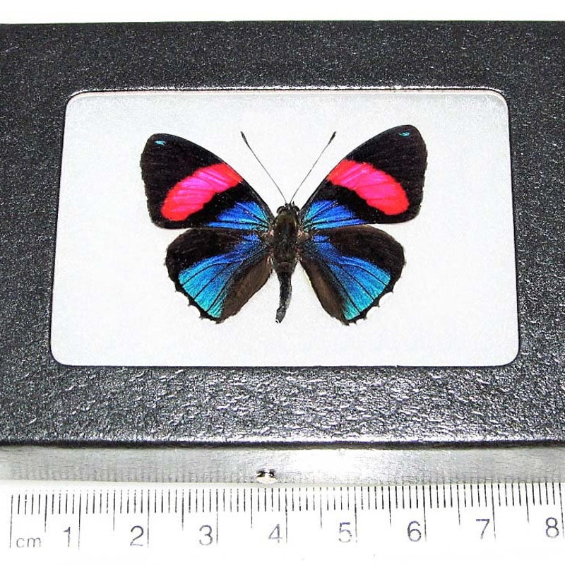 Peruvian Butterflies - Etsy