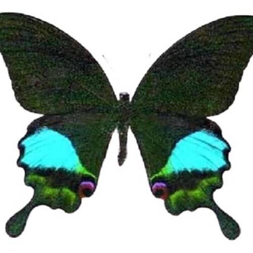 Papilio Phorcas ONE Real Butterfly Blue Green Swallowtail - Etsy