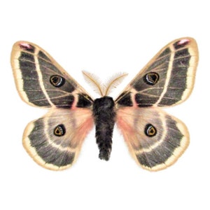 Agapema Homogena Pink Saturn Moth Arizona USA - Etsy