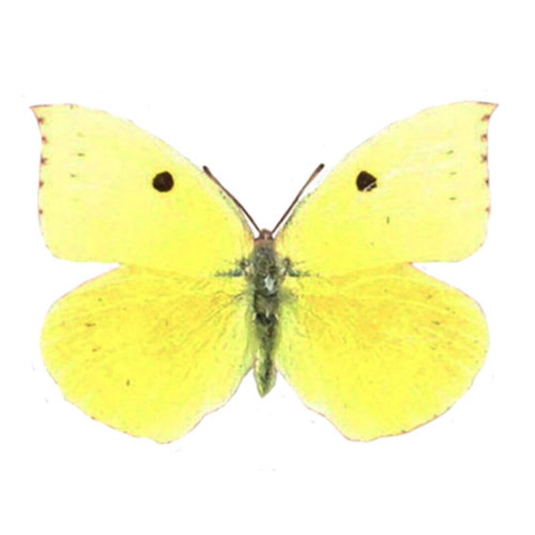 Zerene Eurydice Yellow Black Female Dogface Butterfly California USA - Etsy