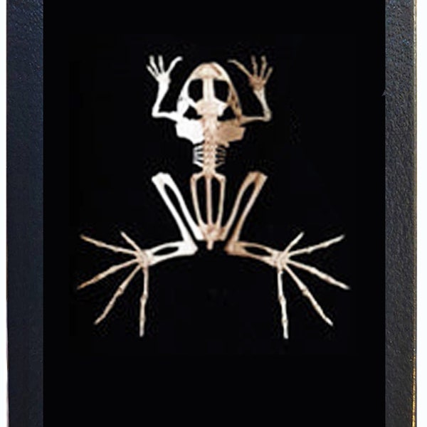 Frog Skeleton - Etsy