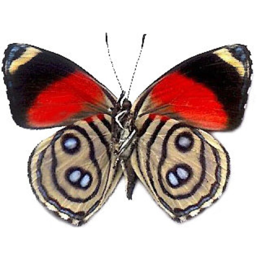 Callicore Hystaspes Verso Red Yellow Butterfly Peru - Etsy