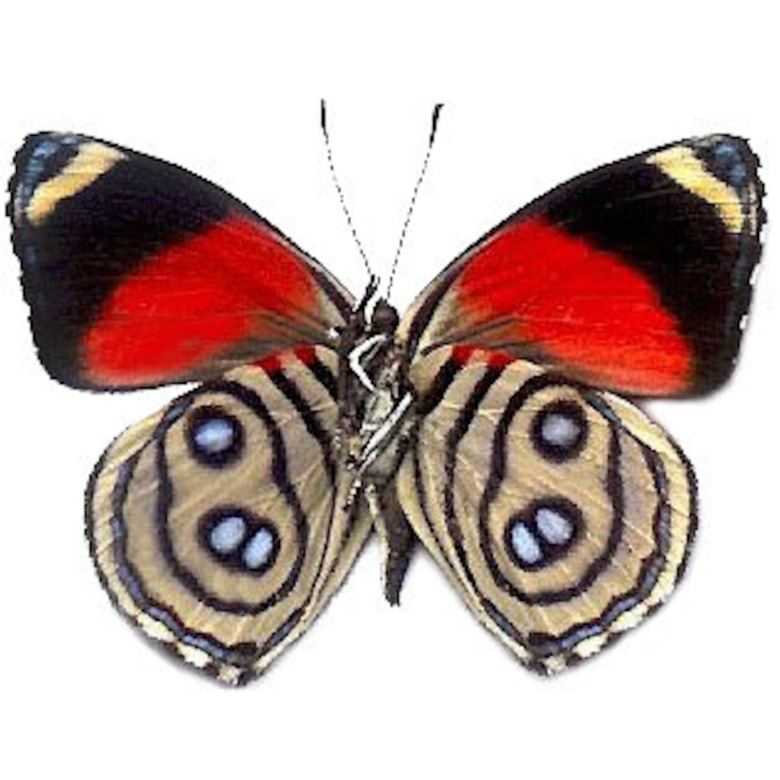 Callicore Hystaspes Verso Red Yellow Butterfly Peru - Etsy