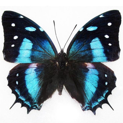 Morpho Cacica Male Real Framed Butterfly Blue Peru - Etsy