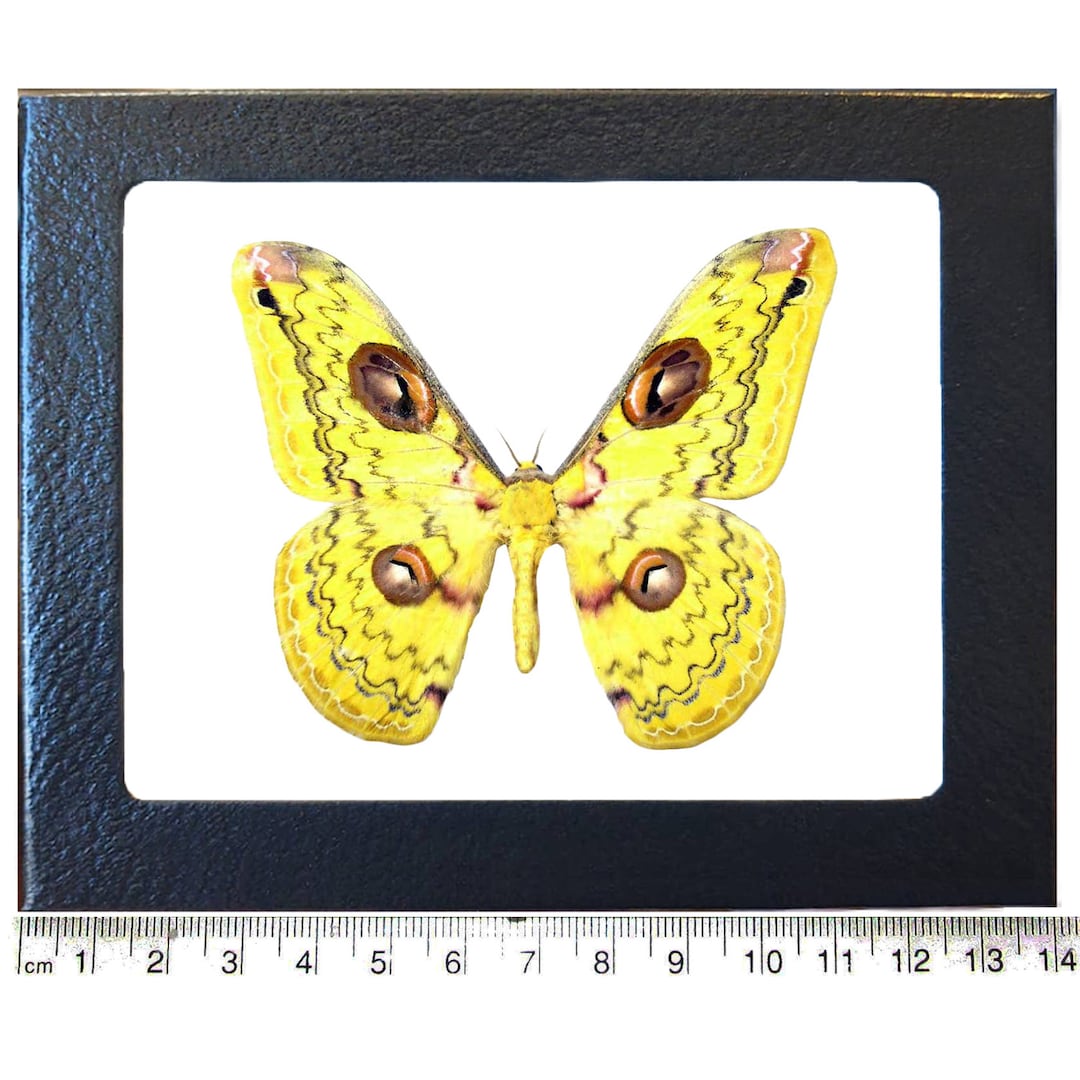 Loepa Sikkima Yellow Saturn Moth Thailand - Etsy