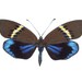 Eterusia Repleta ONE Real Butterfly Blue Yellow Day Flying Moth - Etsy