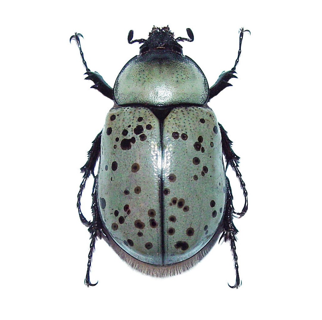Dynastes Granti FEMALE Western Rhinoceros Hercules Beetle Arizona ...