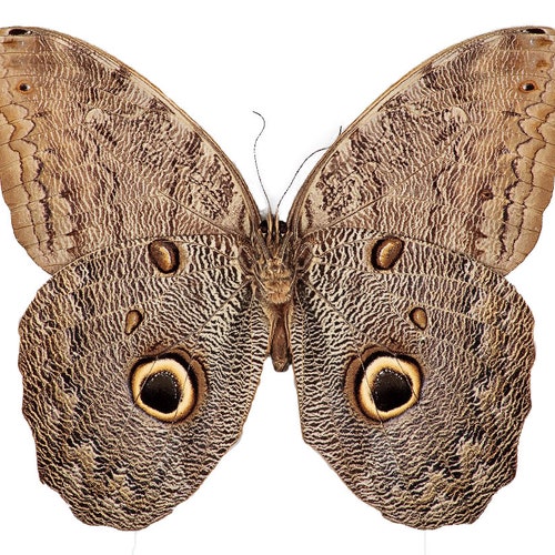 Callicore Kolyma One Real Butterfly Red White Verso Peru - Etsy