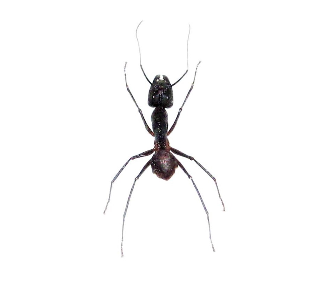 Camponotus Gigas Real Huge Giant Bullet Ant Mounted Pinned Largest Ant ...