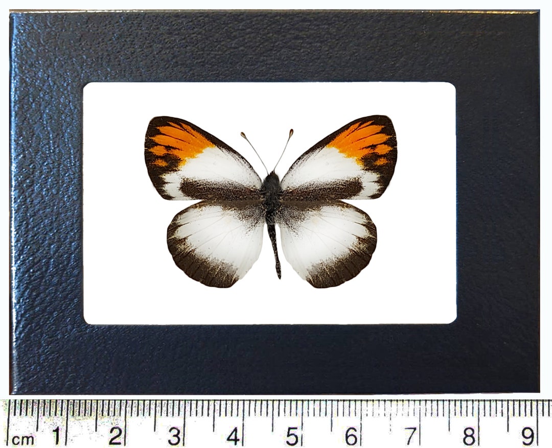 Colotis Antevippe Orange White Butterfly Africa - Etsy