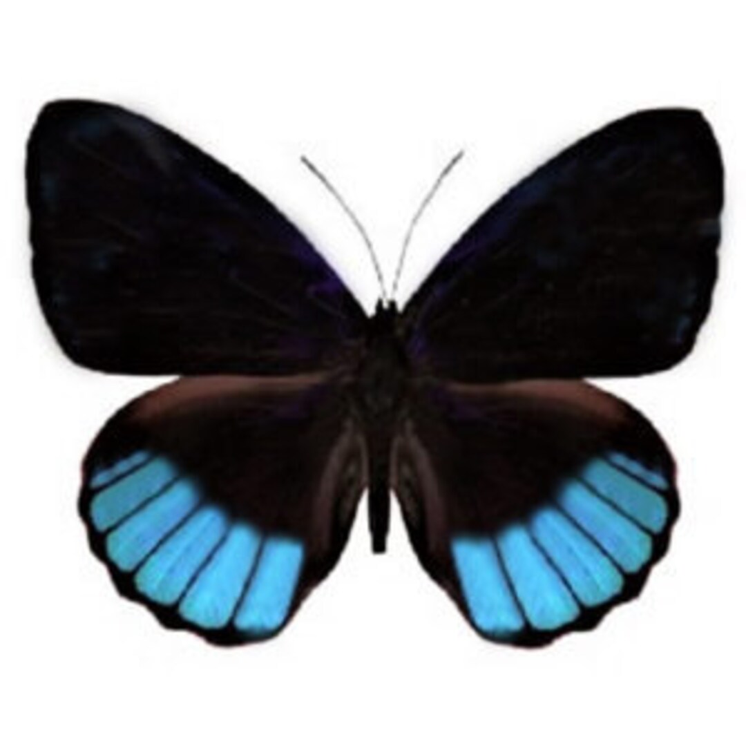 Eunica Norica Blue Black Butterfly Peru - Etsy