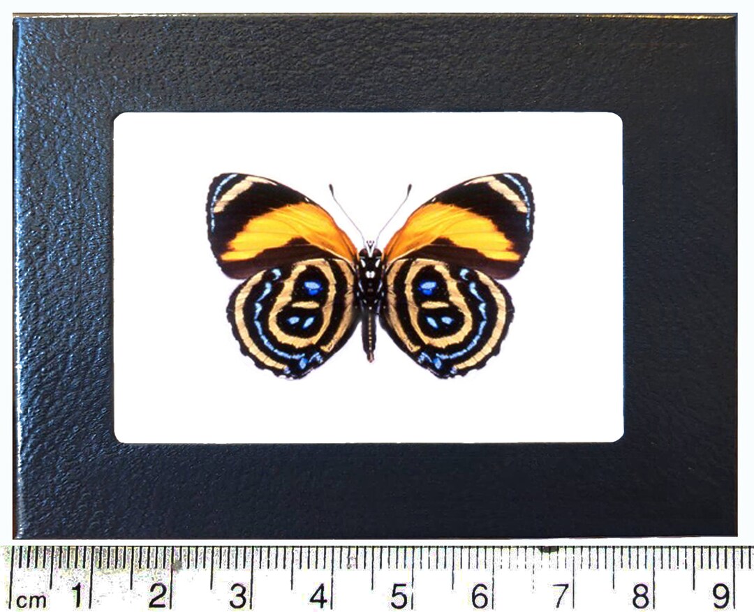 Callicore Pastazza Blue Orange Butterfly Verso Peru - Etsy