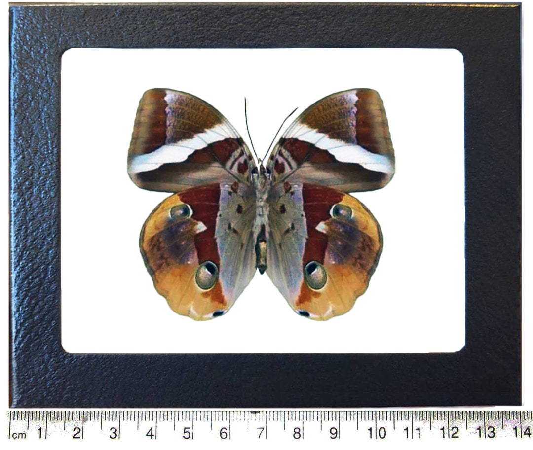 Thauria Aliris Verso Red Orange Butterfly Malaysia - Etsy