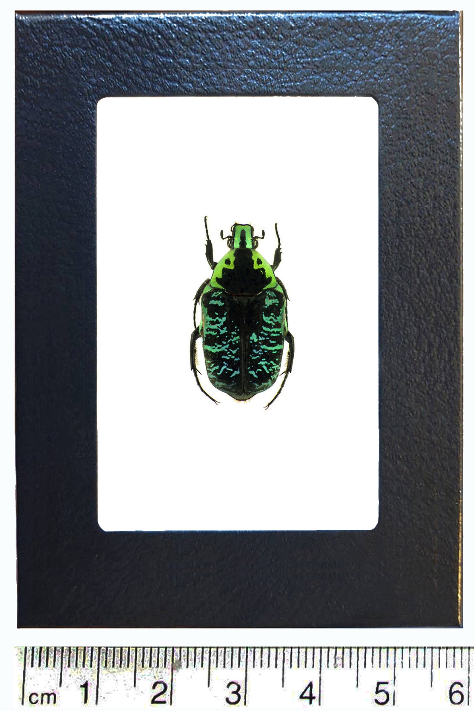 Euchroea Coelestis Blue Green Scarab Beetle Madagascar Africa | Etsy