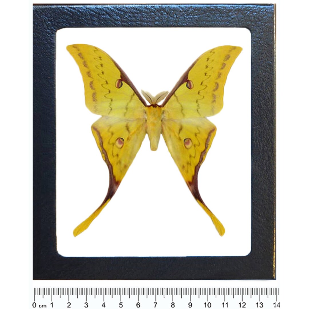 Actias Sinensis MALE Golden Moon Moth China - Etsy