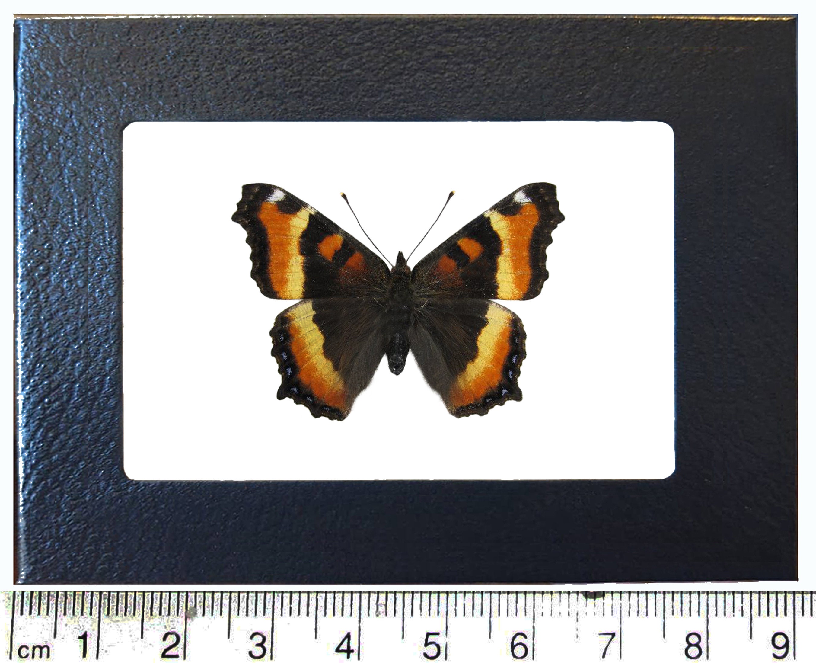 Milberts Tortoiseshell Butterfly