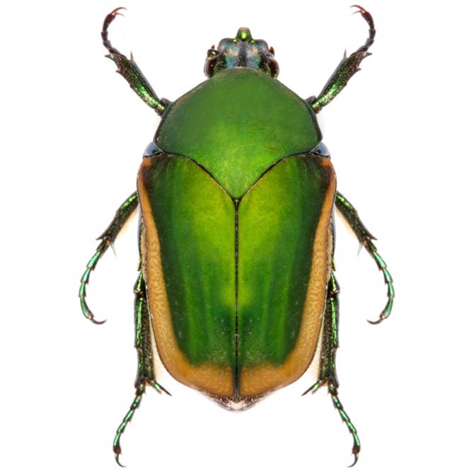 Figeater Beetle