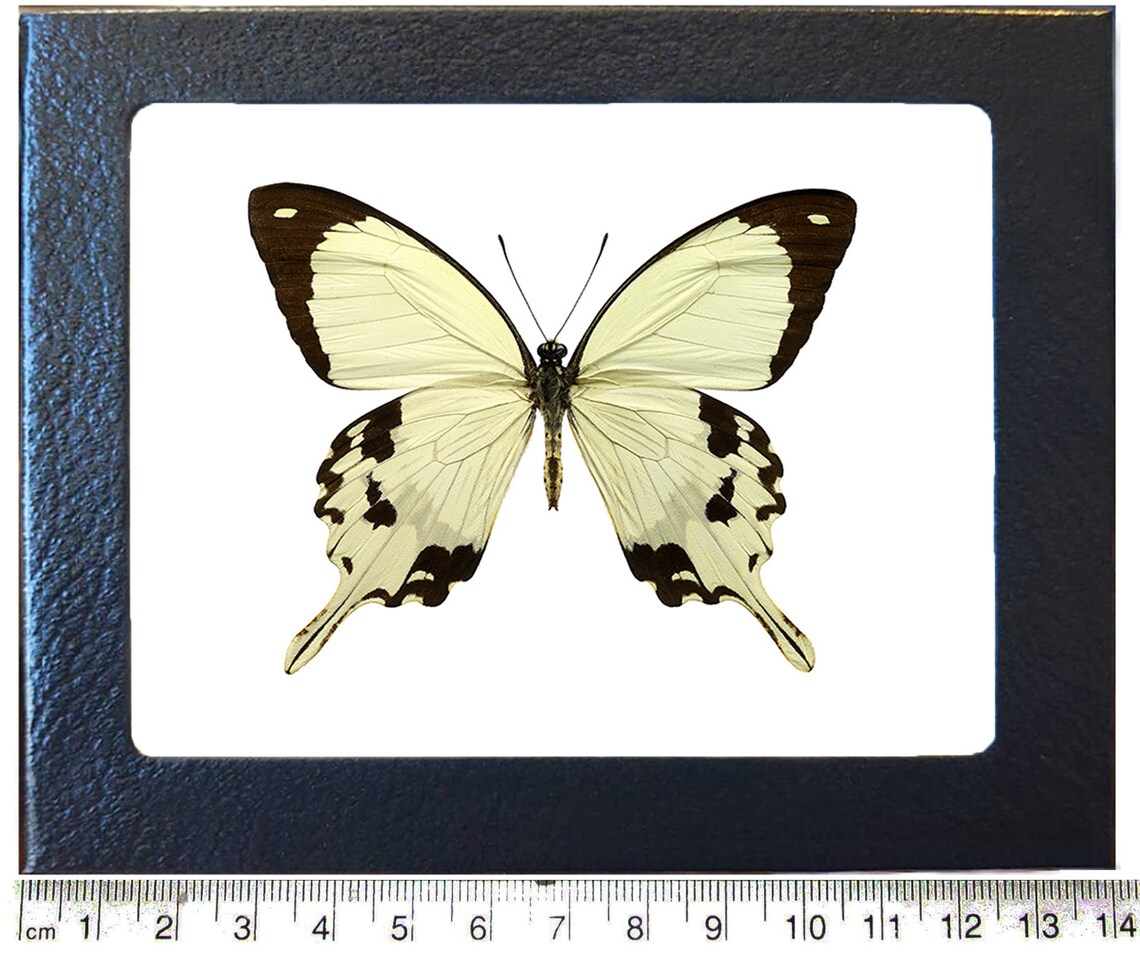 Papilio Dardanus White Black Flying Handkerchief Butterfly - Etsy