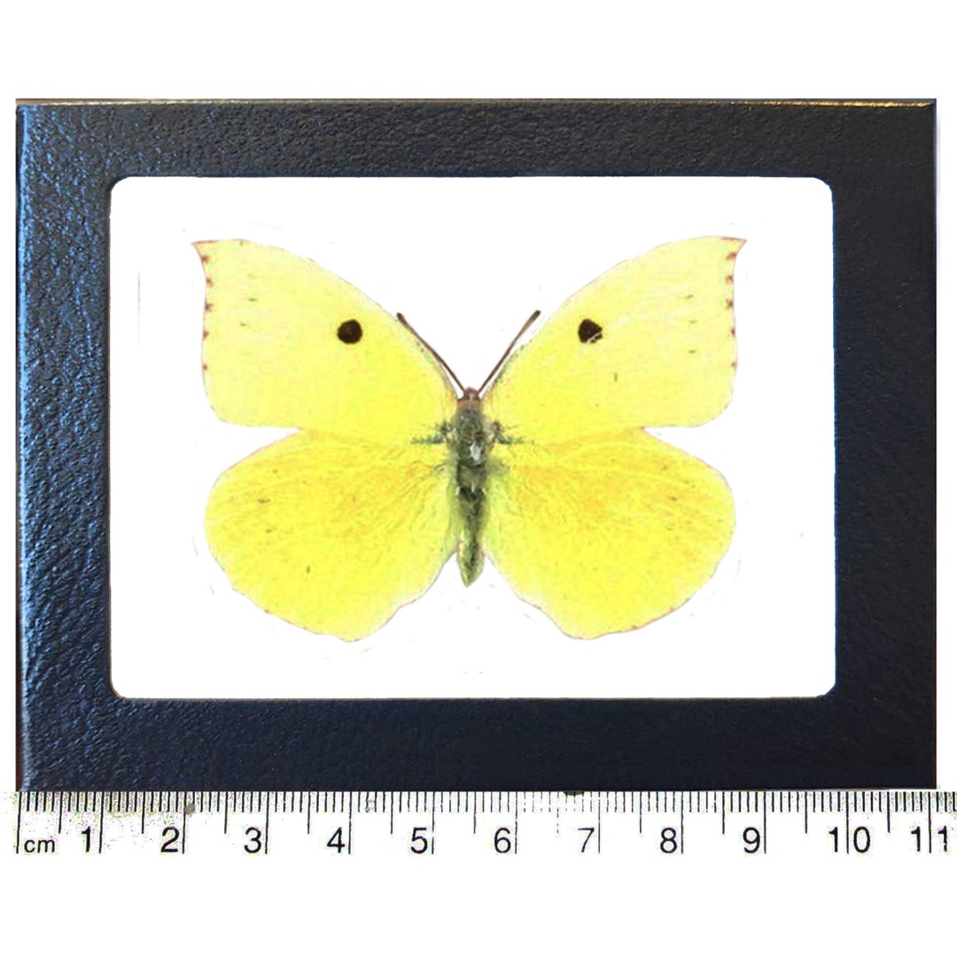Zerene Eurydice Yellow Black Female Dogface Butterfly California USA - Etsy