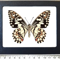 Lime Swallowtail Real Butterfly in Frame (papilio Demoleus Libanius ...