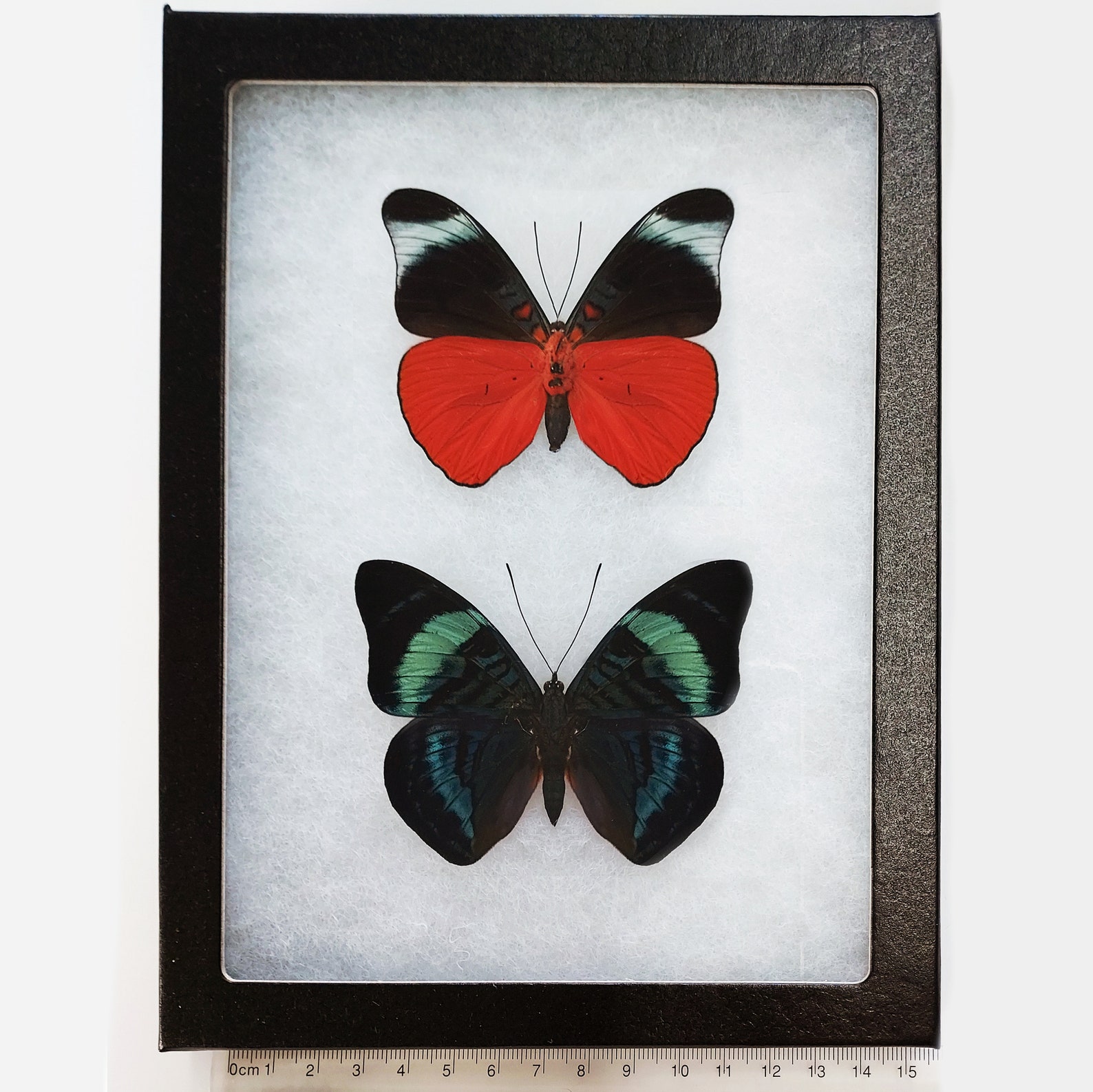 Panacea Prola Verso One Real Butterfly Red Flasher Peru - Etsy