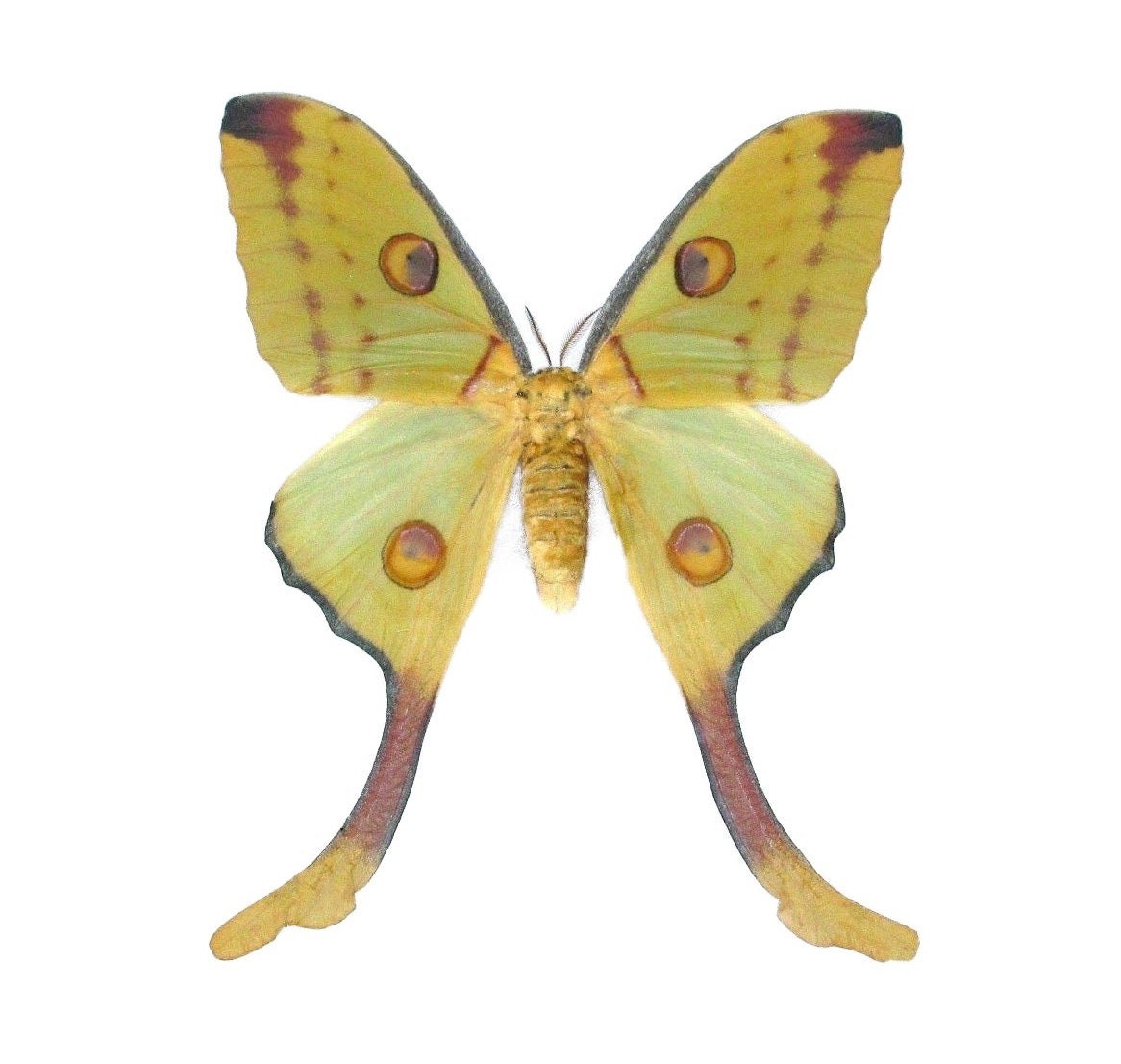 Female Comet Moth