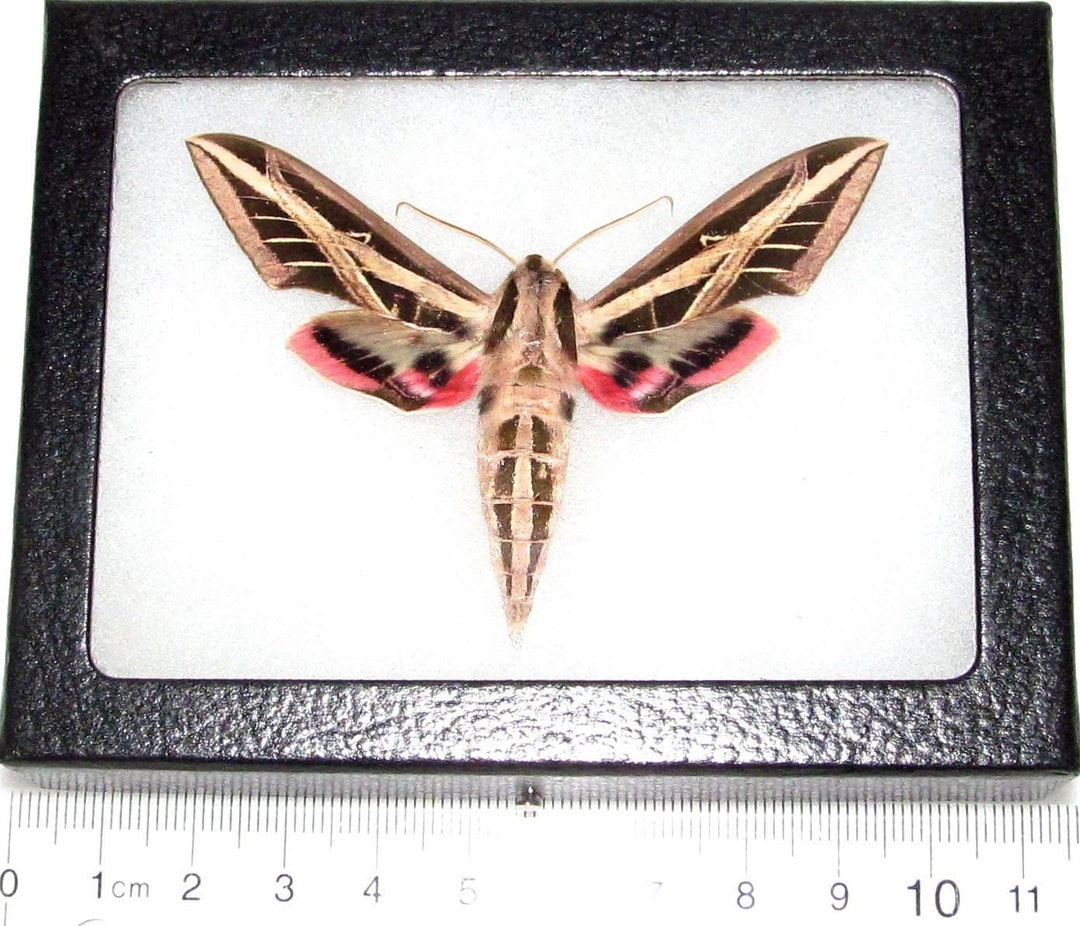 Eumorpha Fasciatus Pink Sphinx Moth Florida - Etsy