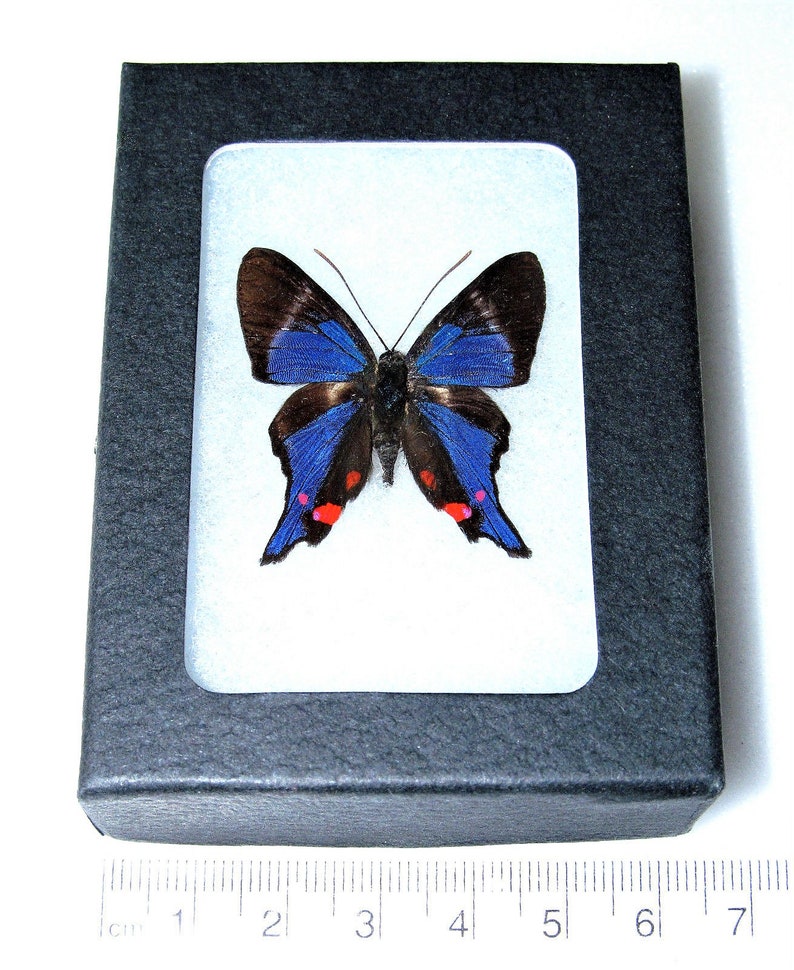 Rhetus Periander ONE Real Butterfly Blue Red Peru - Etsy