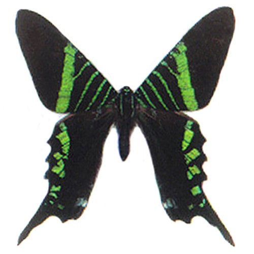 Urania Leilus Day Flying Moth Green Blue Sunset Moth South - Etsy