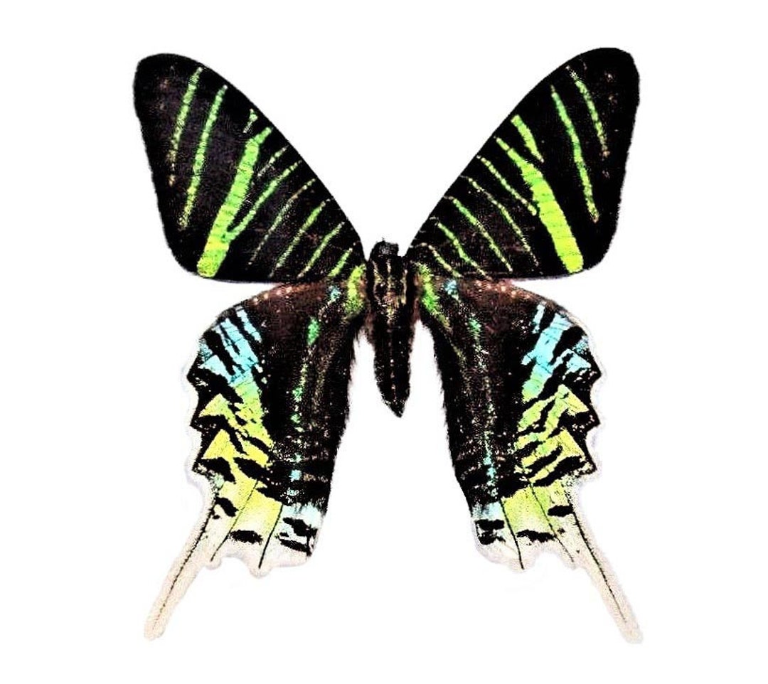 Urania Leilus Day Flying Moth Green Blue Sunset Moth South - Etsy