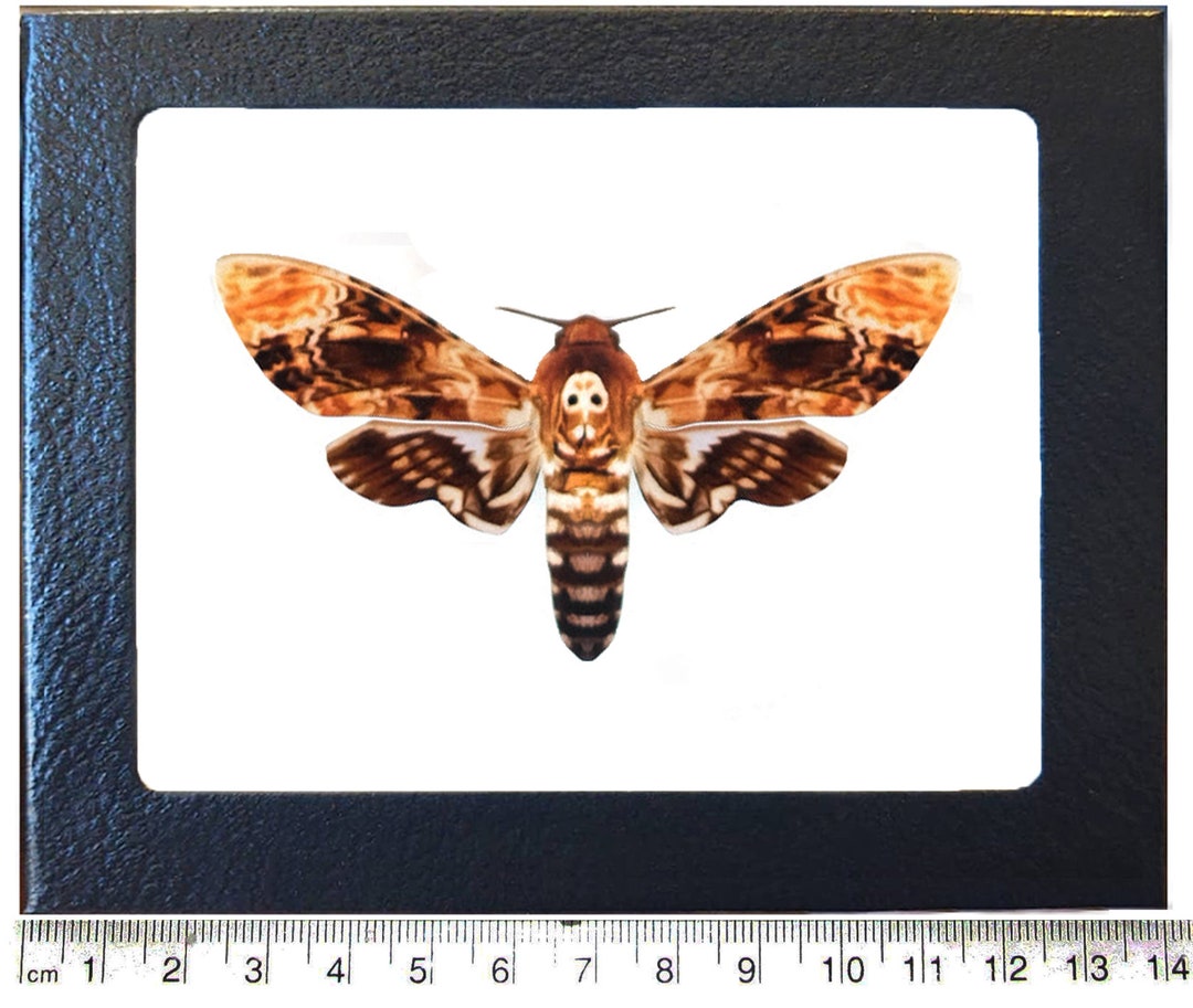 Acherontia Lachesis REPLICA Framed Silence of the Lambs Death’s Head ...