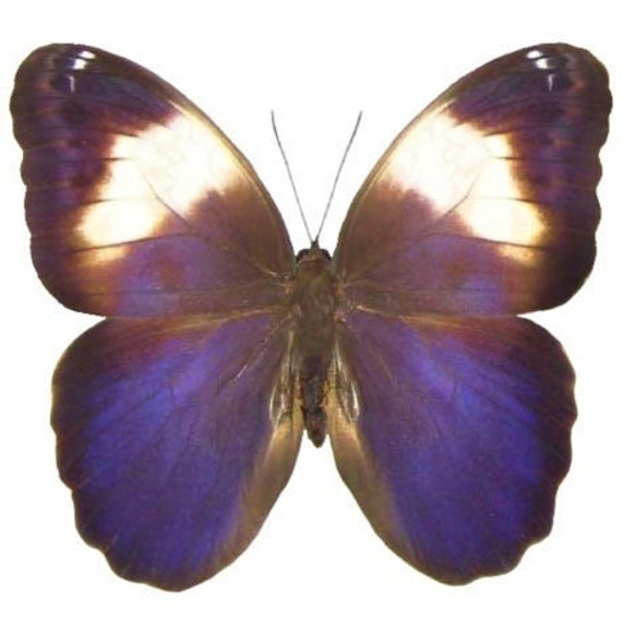 Caligo Martia Purple Owl Butterfly Paraguay RARE - Etsy