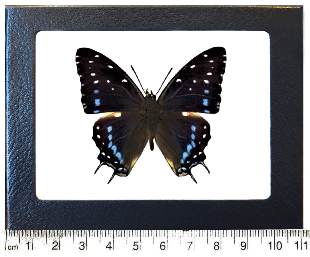 Charaxes Etesipe Recto Blue Black Butterfly Africa - Etsy