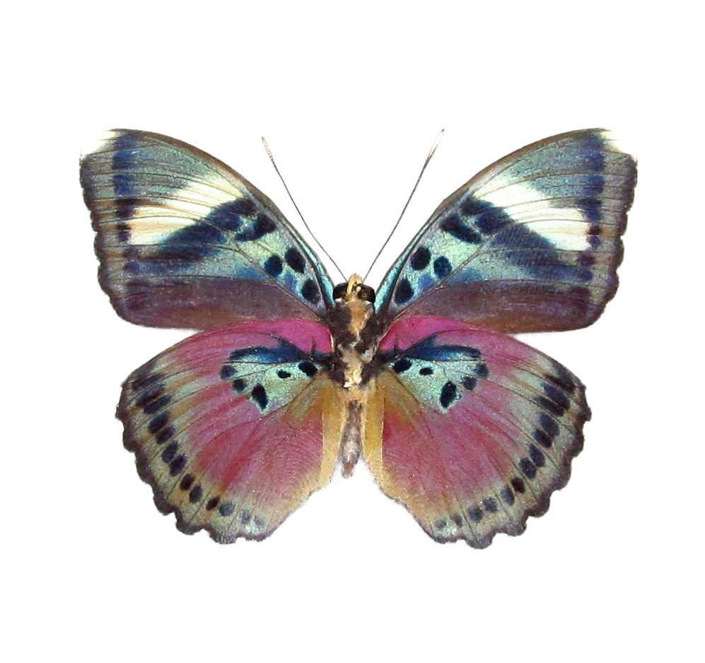 Real Pink Butterflies