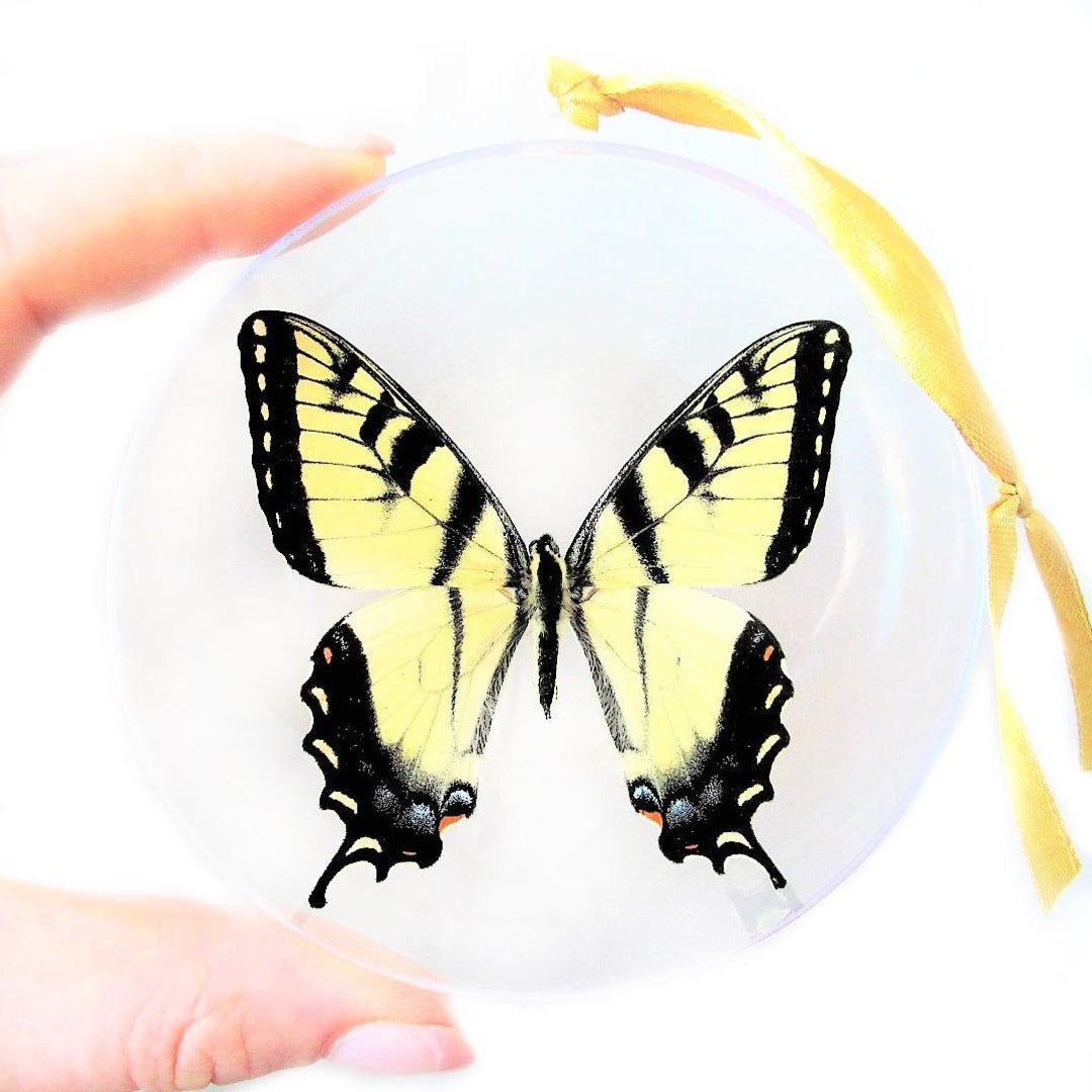 Papilio Glaucus Male Real Yellow Striped Swallowtail Butterfly ...