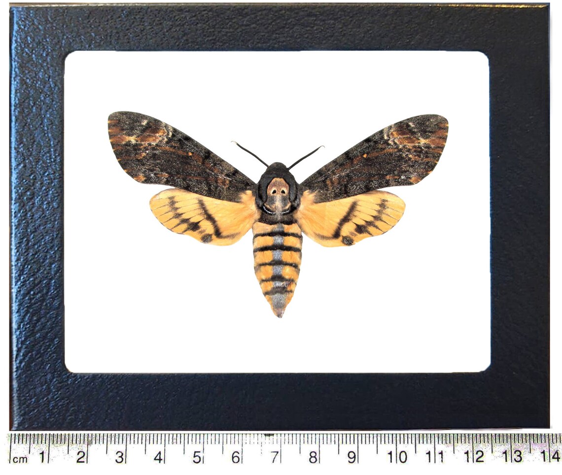 Acherontia Styx Silence of the Lambs Death's Head Moth - Etsy