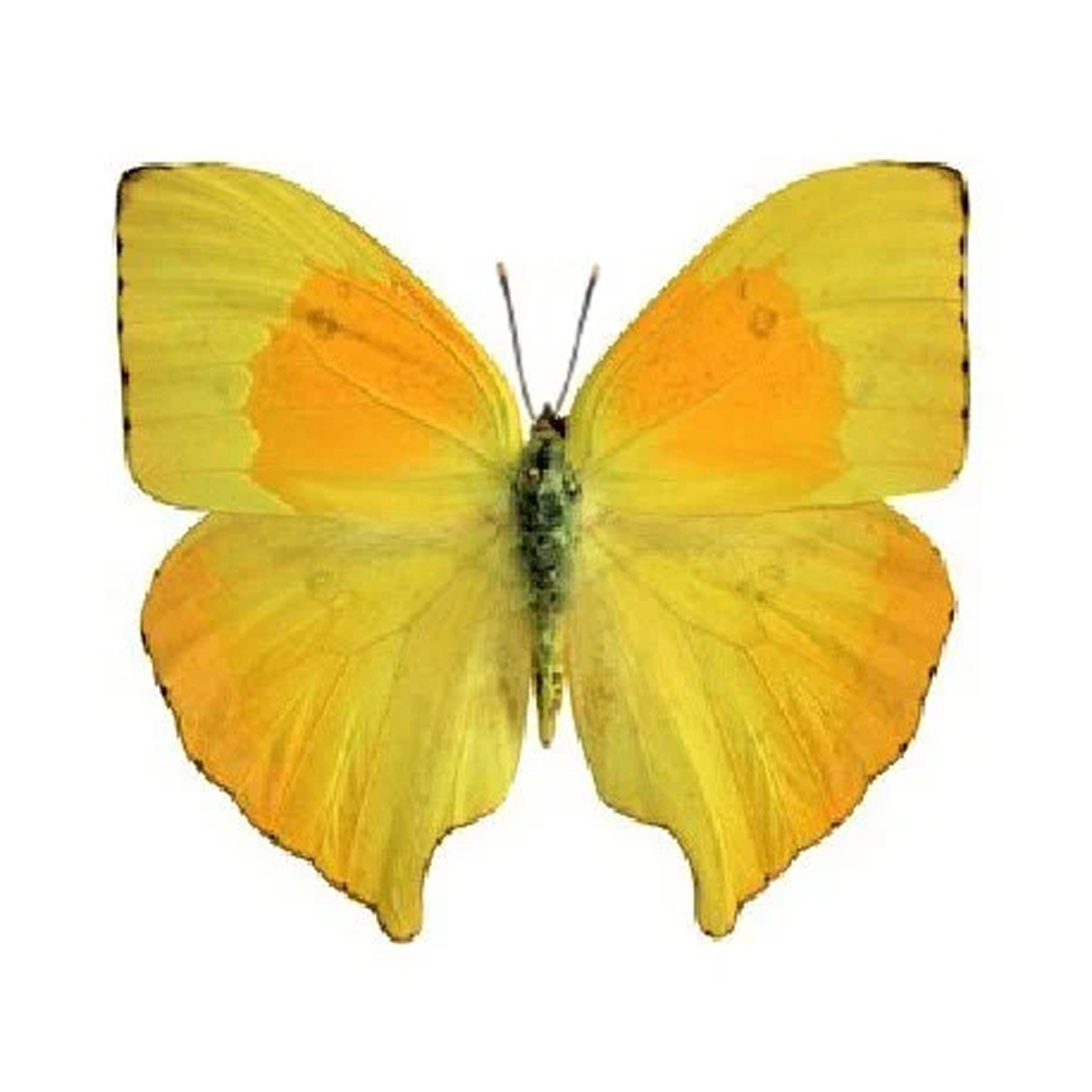 Real Yellow Butterflies