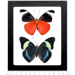 Panacea Prola Blue Green Butterfly Peru - Etsy