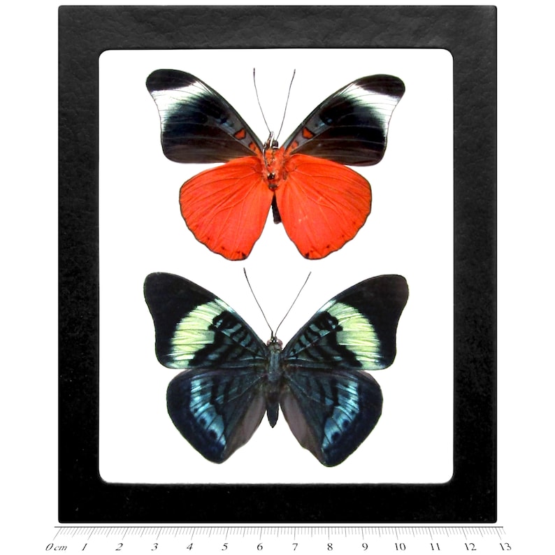Panacea Prola Blue Green Butterfly Peru - Etsy
