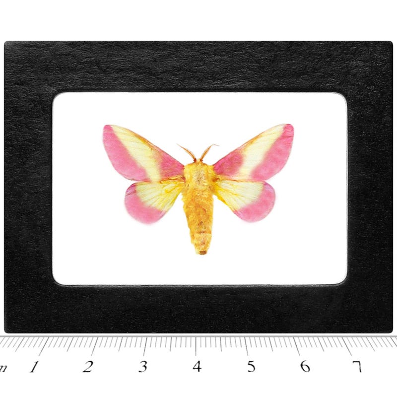 Pink Moth - Etsy