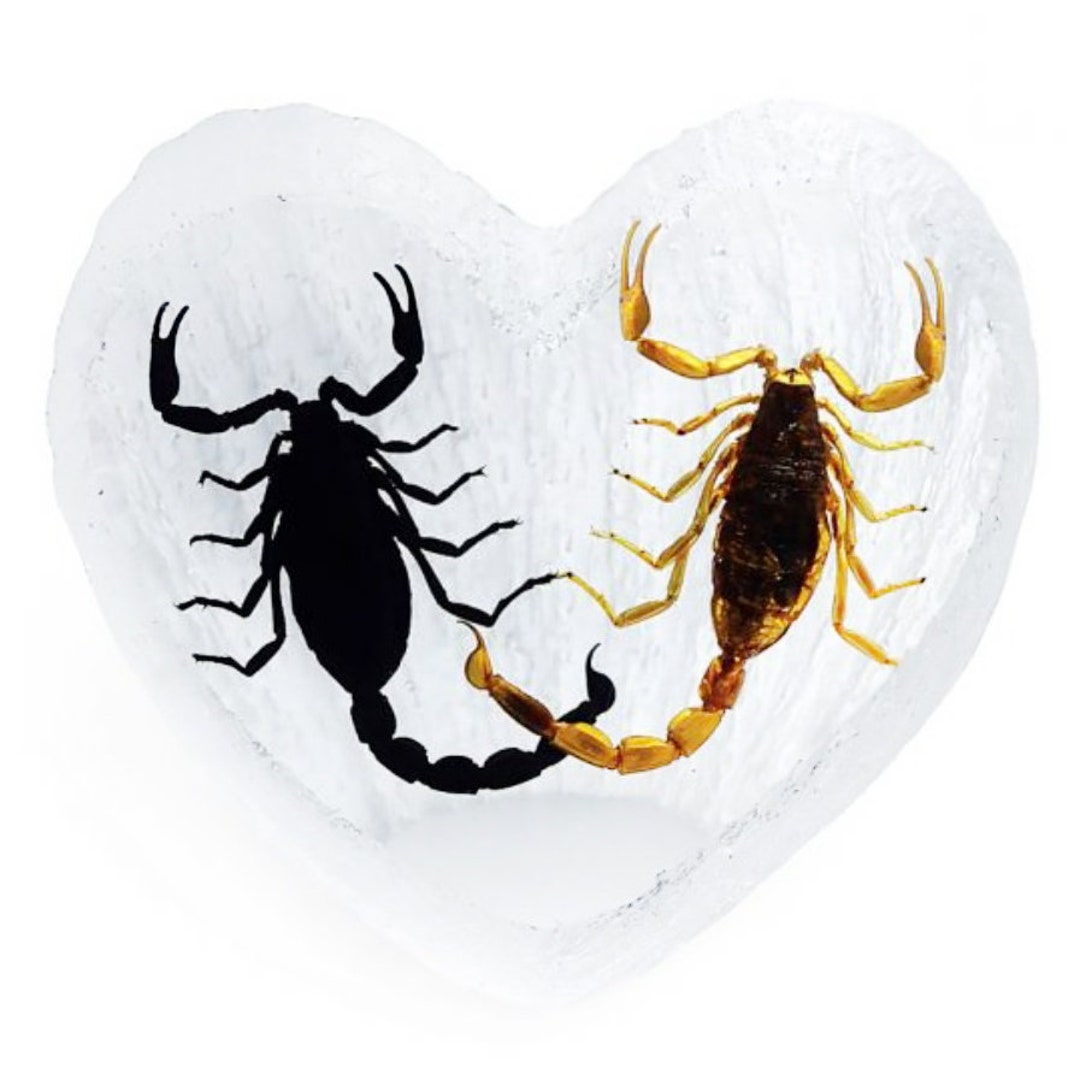 Black Gold Scorpions HEART Resin Display - Etsy