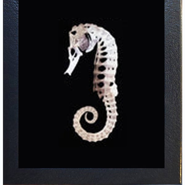 Seahorse Skeleton - Etsy