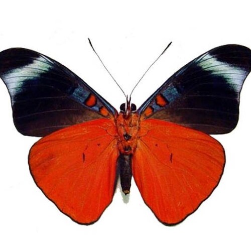 Callicore Kolyma One Real Butterfly Red White Verso Peru - Etsy