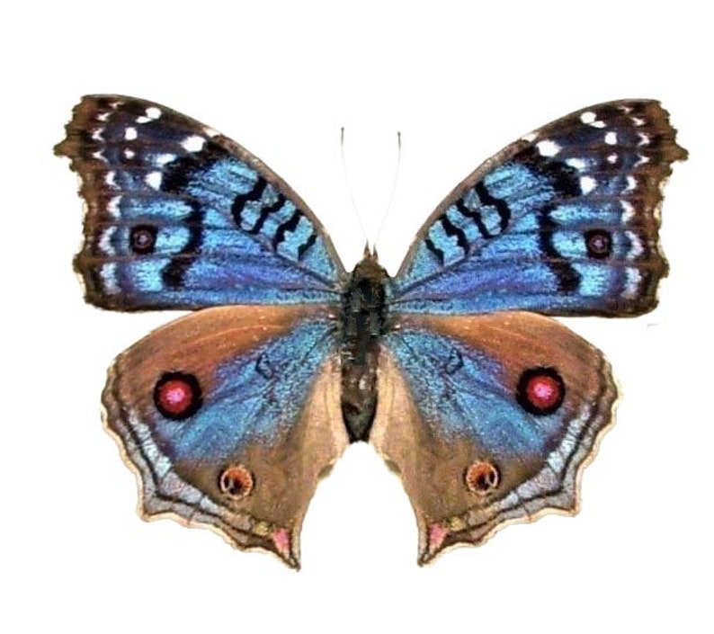Precis Rhadama Female ONE Real Butterfly Blue Africa - Etsy