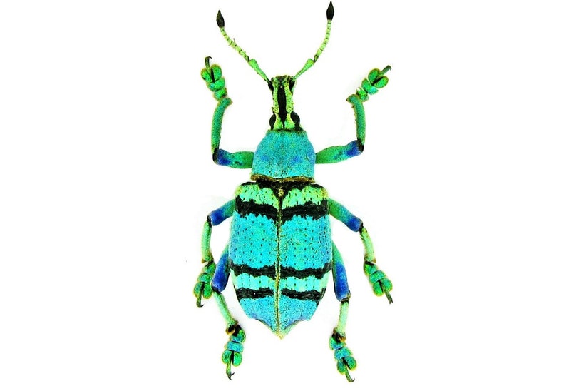 Eupholus Schoenherri Petiti ONE Real Weevil Blue Green Beetle | Etsy