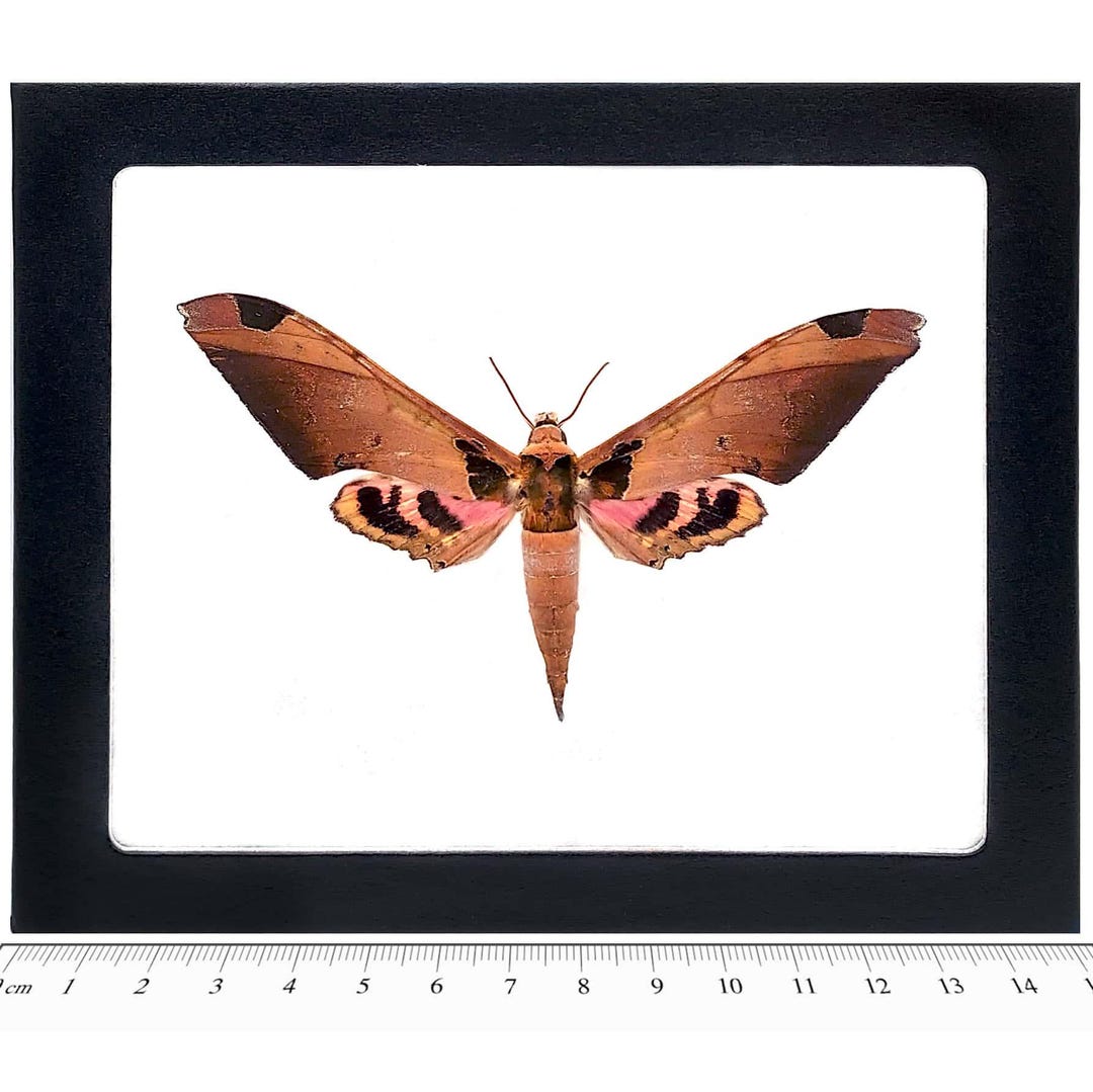 Adhemarius Sp. Pink Sphinx Moth Costa Rica - Etsy