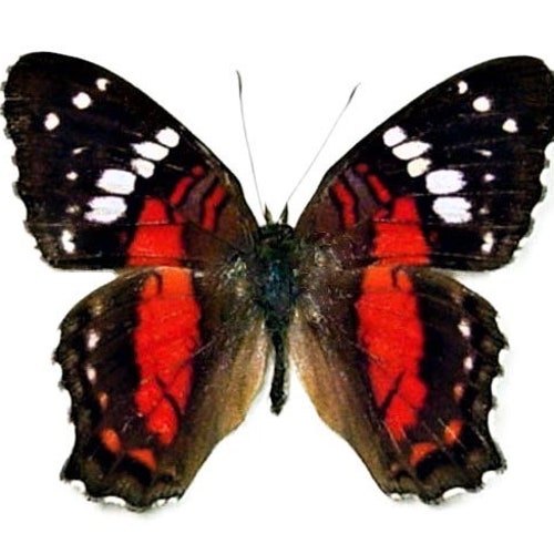 Anaea Ryphea One Real Butterfly Red Pink Peru - Etsy
