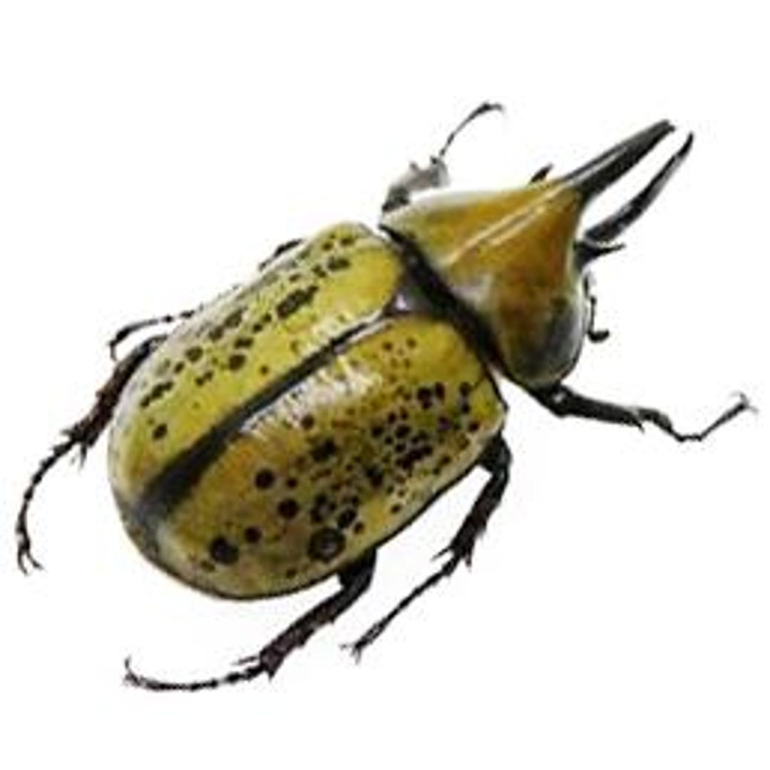 Dynastes Tityus MALE Hercules Beetle Indiana USA - Etsy