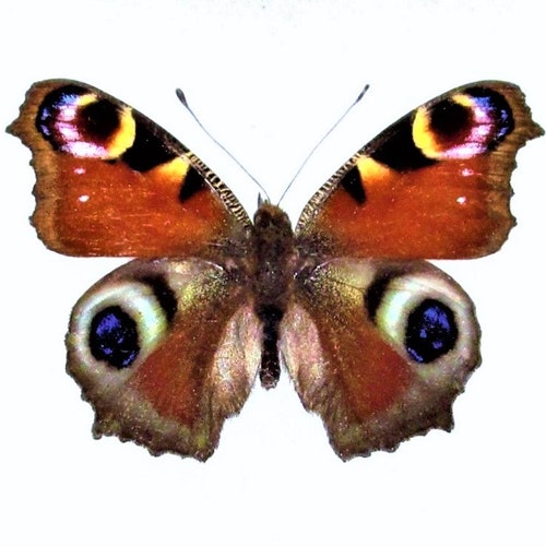 Anaea Ryphea One Real Butterfly Red Pink Peru | Etsy