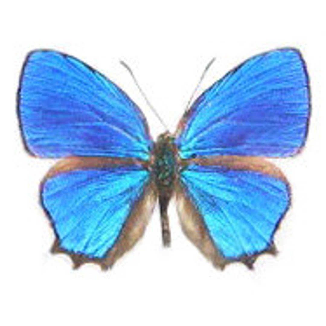 Hypochrysops Polycletus Blue Butterfly Indonesia - Etsy